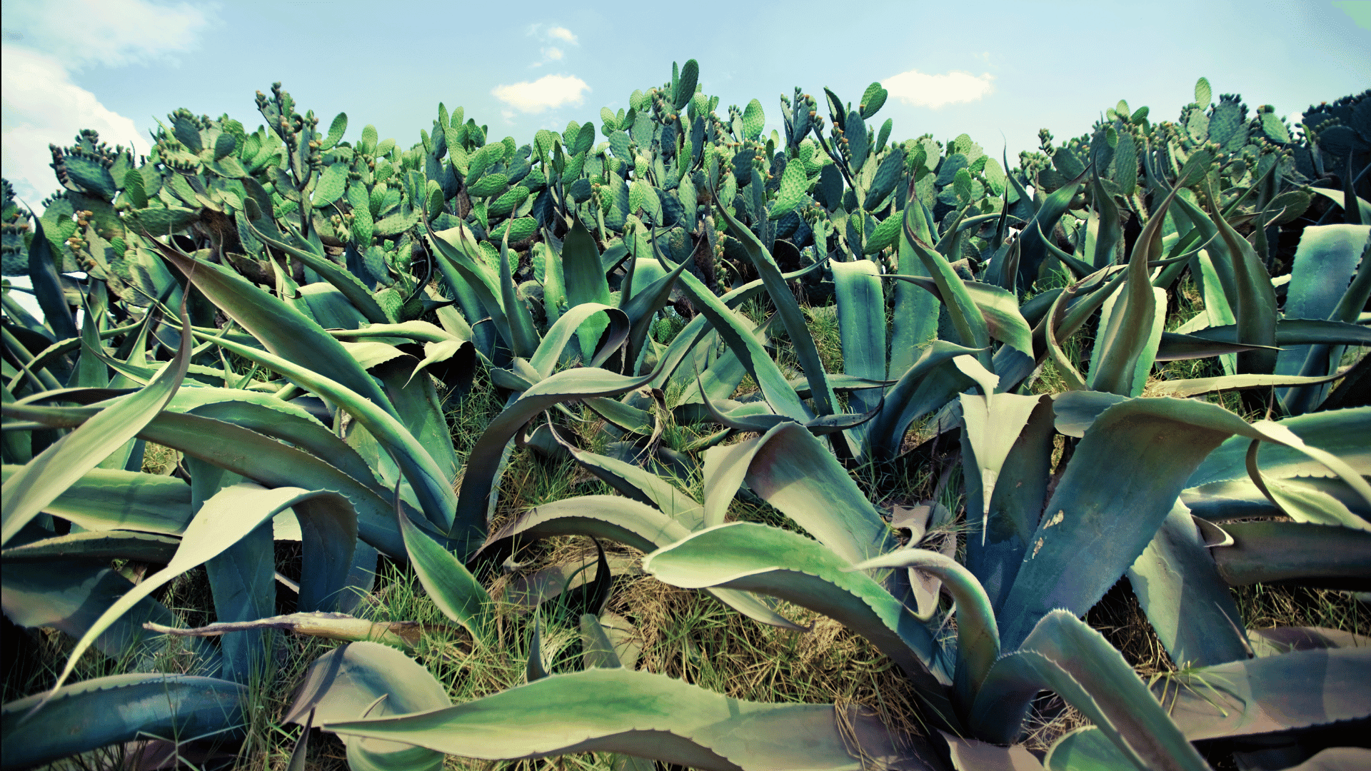Maguey Espadín: el corazón del mezcal artesanal